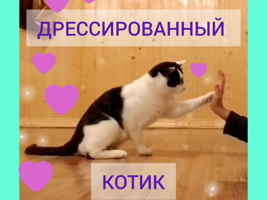 Дрессированный котик. Котенок Кошки кошка