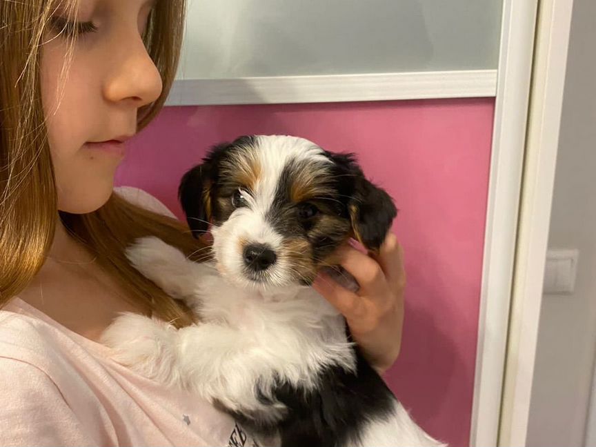 Щенки бивер йорка