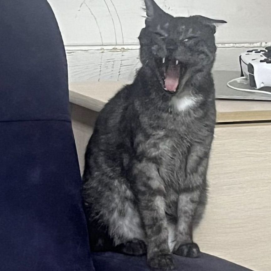 Кот инвалид