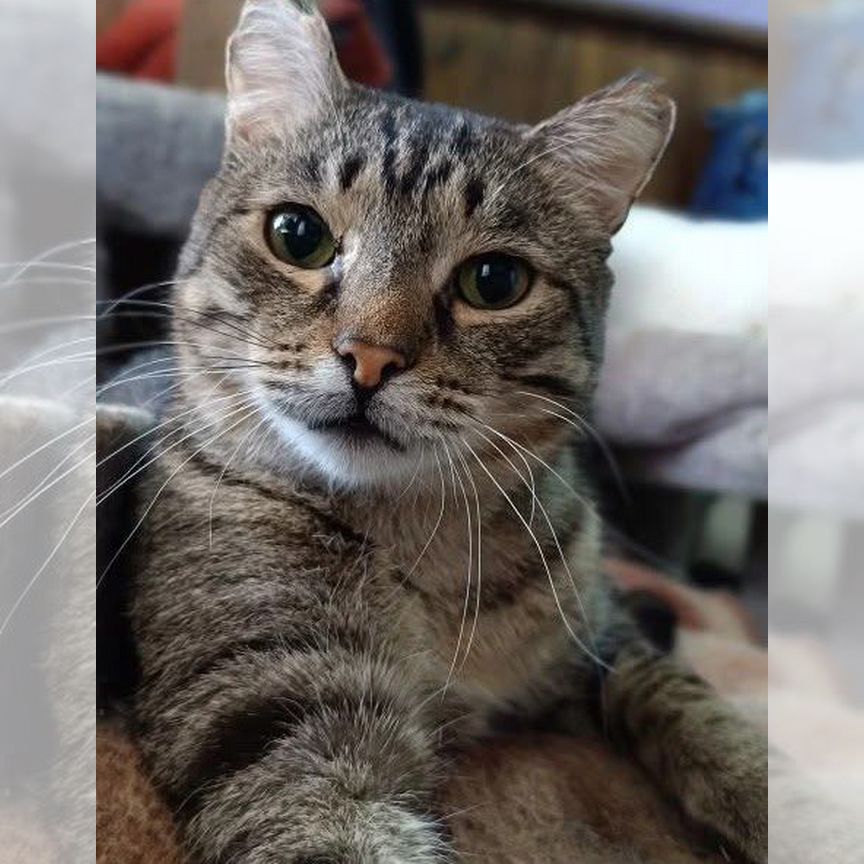 Взрослый кот в добрые руки