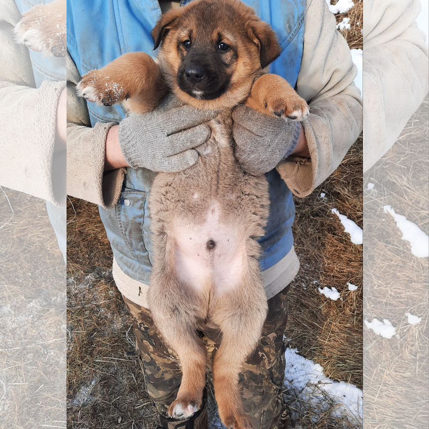 Немецкая овчарка, щенок