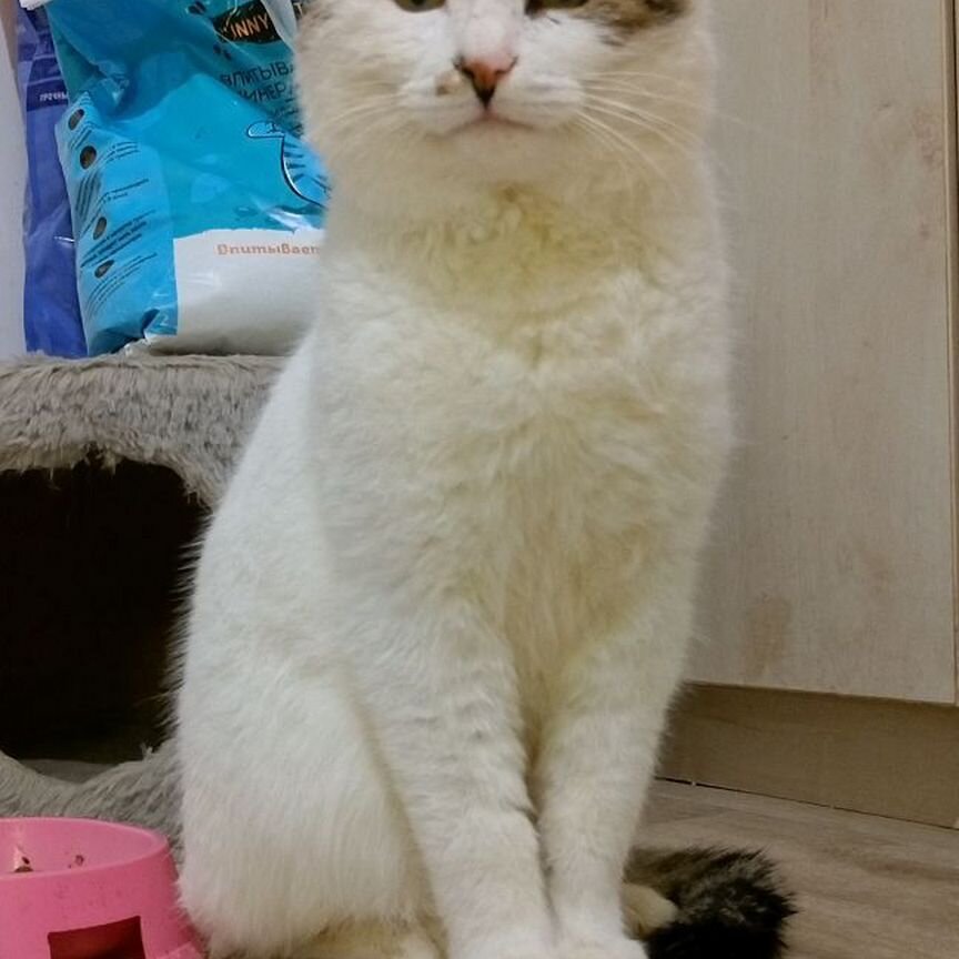 Котик Батончик