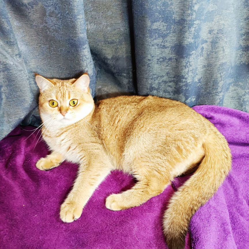 Шотландская золотая девочка