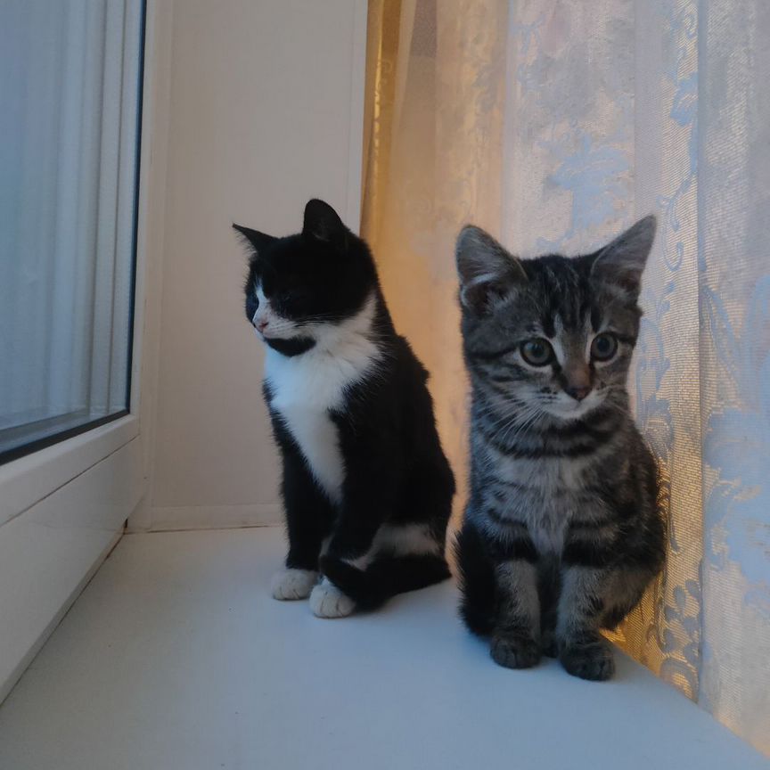 Котята в добрые руки