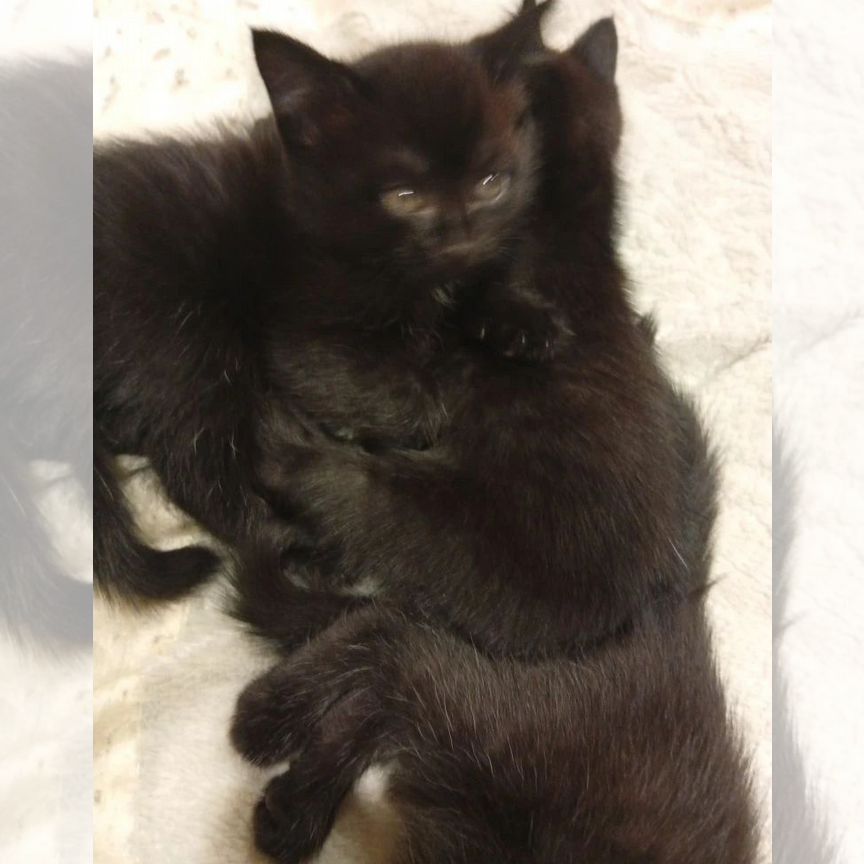 Сибирский котёнок