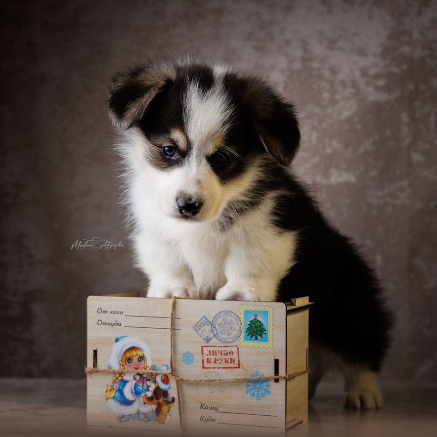 Вельш корги пемброк