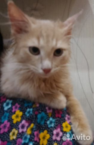 Котик 3 мес