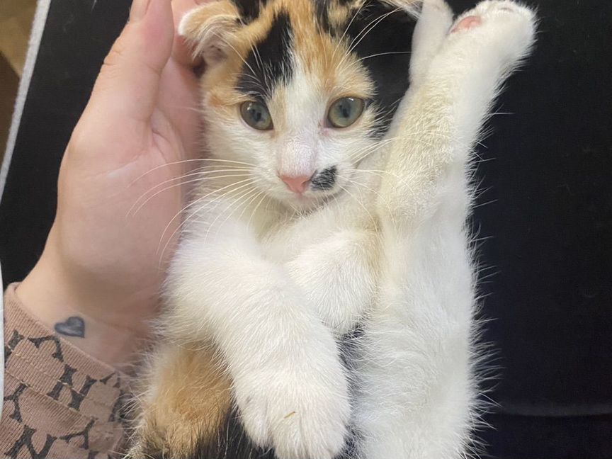 Кошка вислоухая трёхшерстная