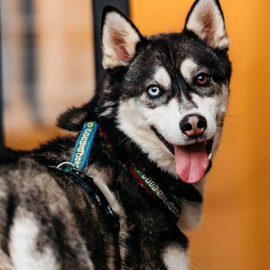 Сибирский хаски, взрослая собака