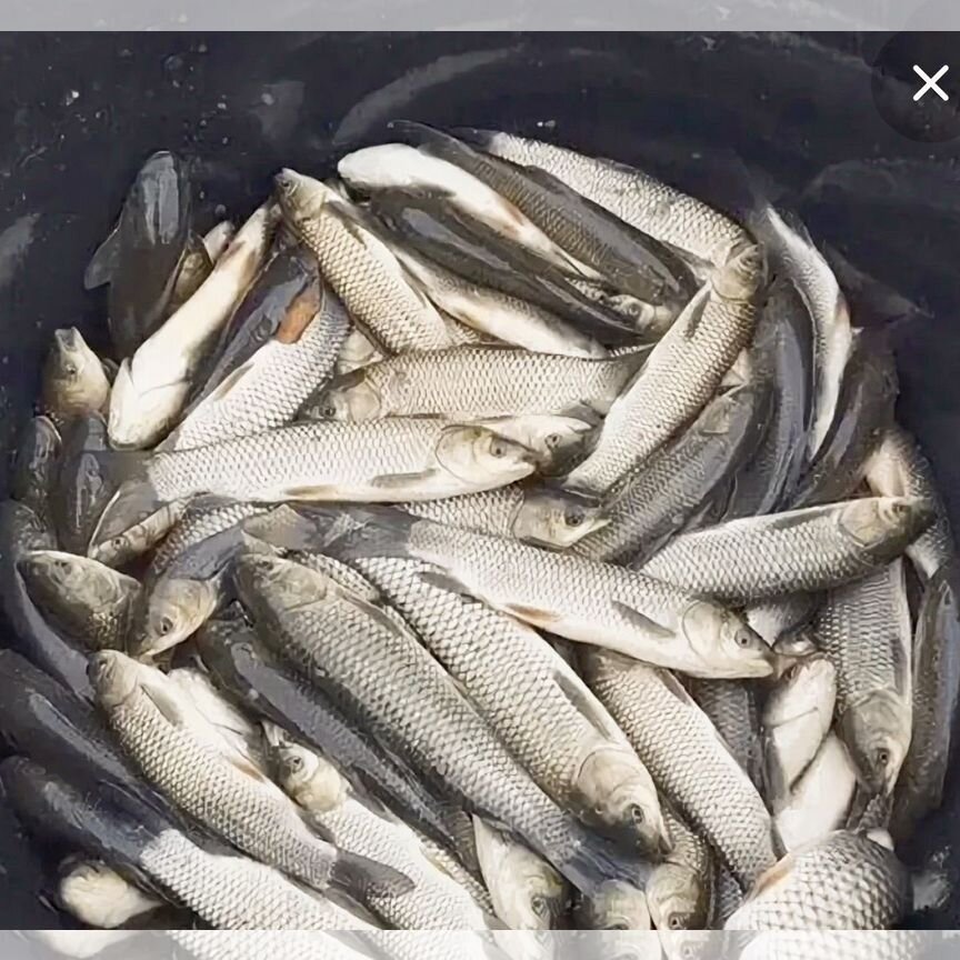 Мальки белого амура