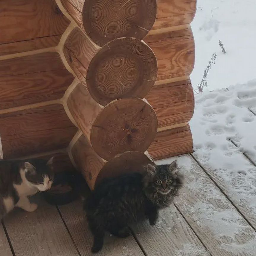 Сибирский котёнок