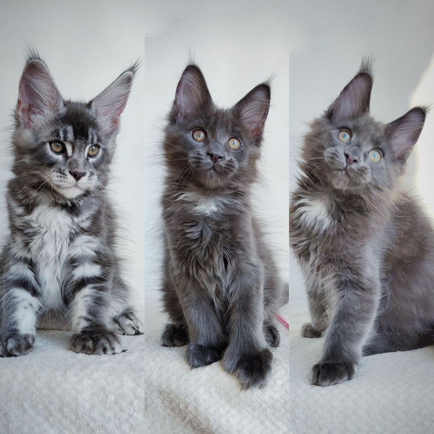 Мейн-кун котёнок