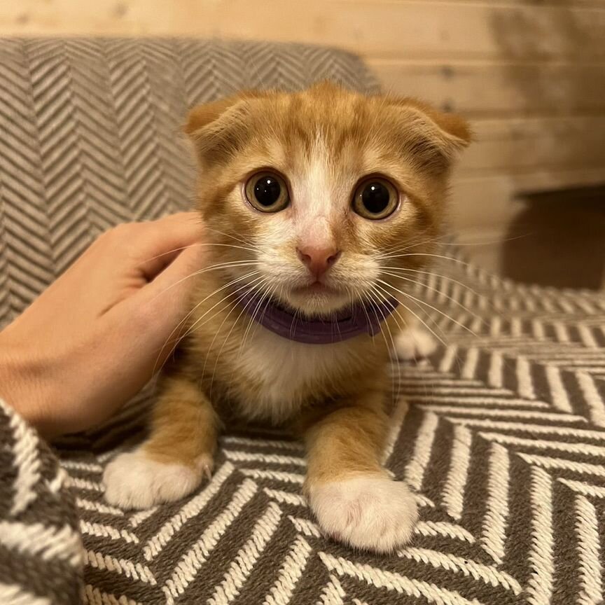 Котенок в добрые руки