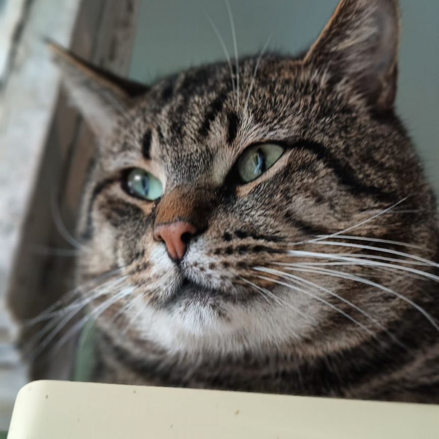 Кот Тёмка в поисках родителей