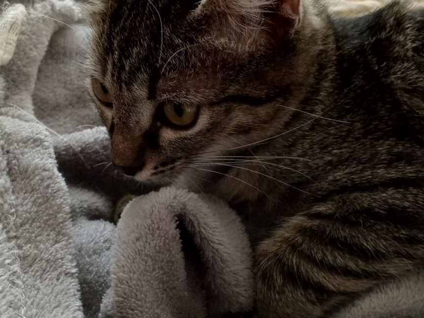 Маленький котёнок