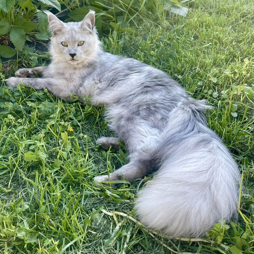 Мейн-кун котёнок