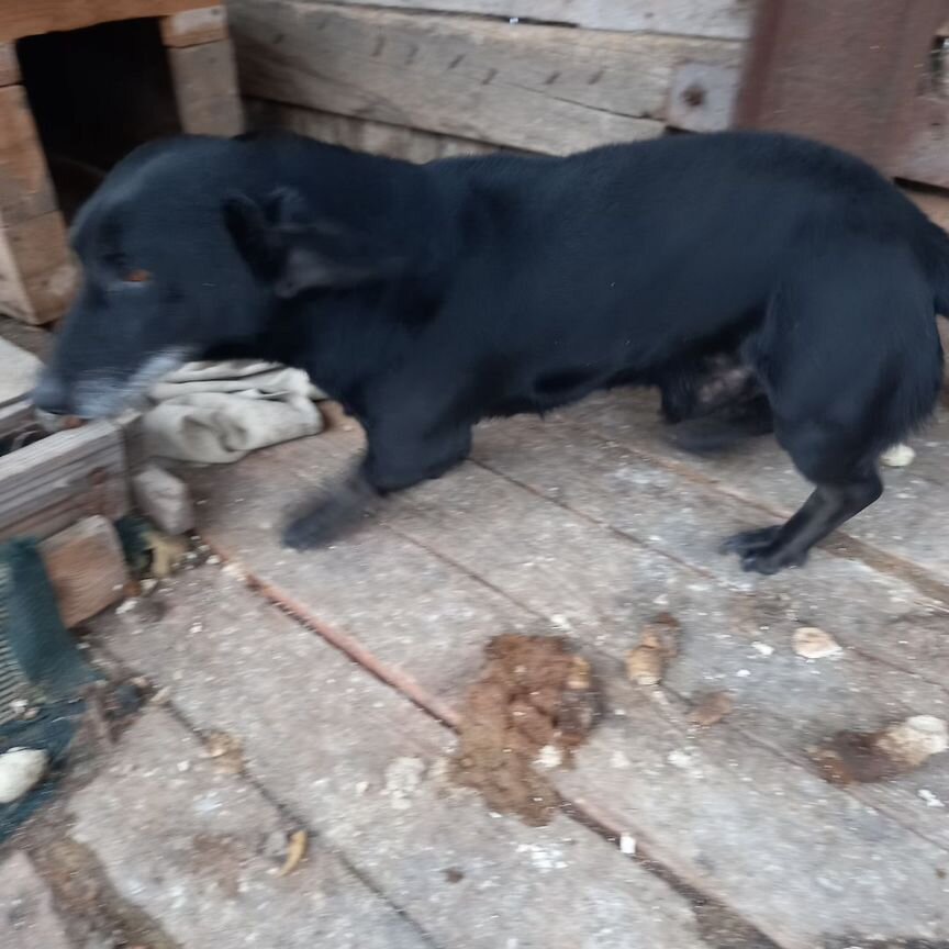 Собака в добрые руки