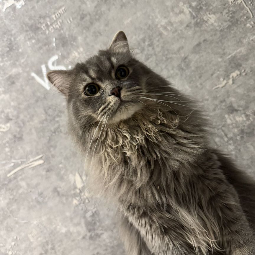 Вязка кошек