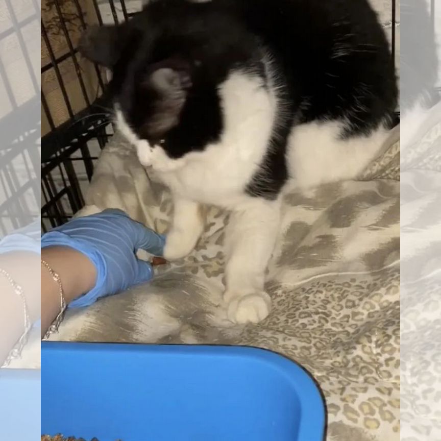 Взрослый кот в добрые руки