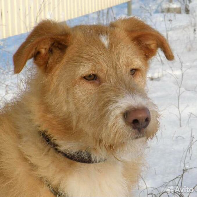 Терьеристый рыжик, пёс Модя