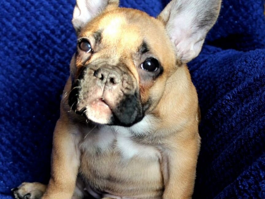 Французский бульдог щенки