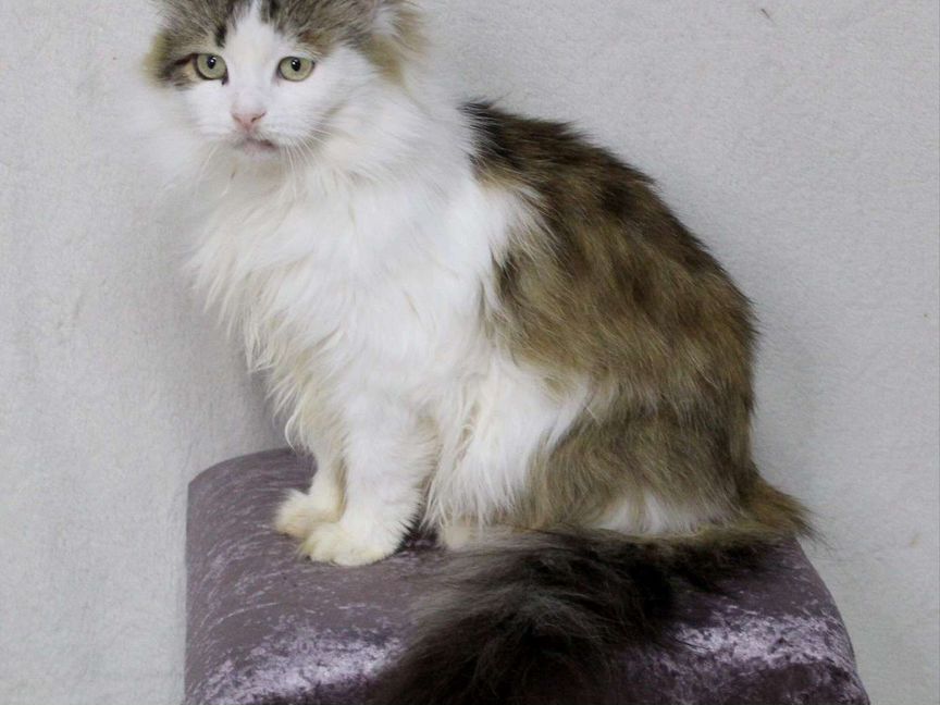 Кот Соник ищет дом