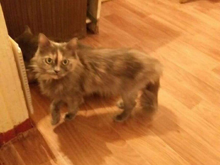 Кошка на окошке вашего дома