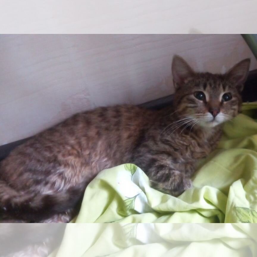 Котёнок в добрые руки