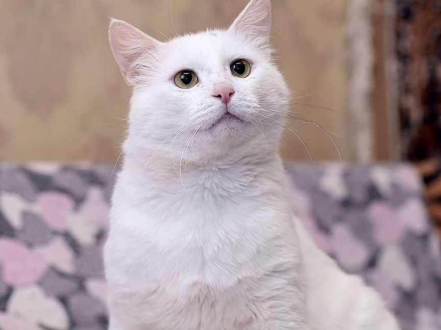 Турецкая ангора. Котик 2 года