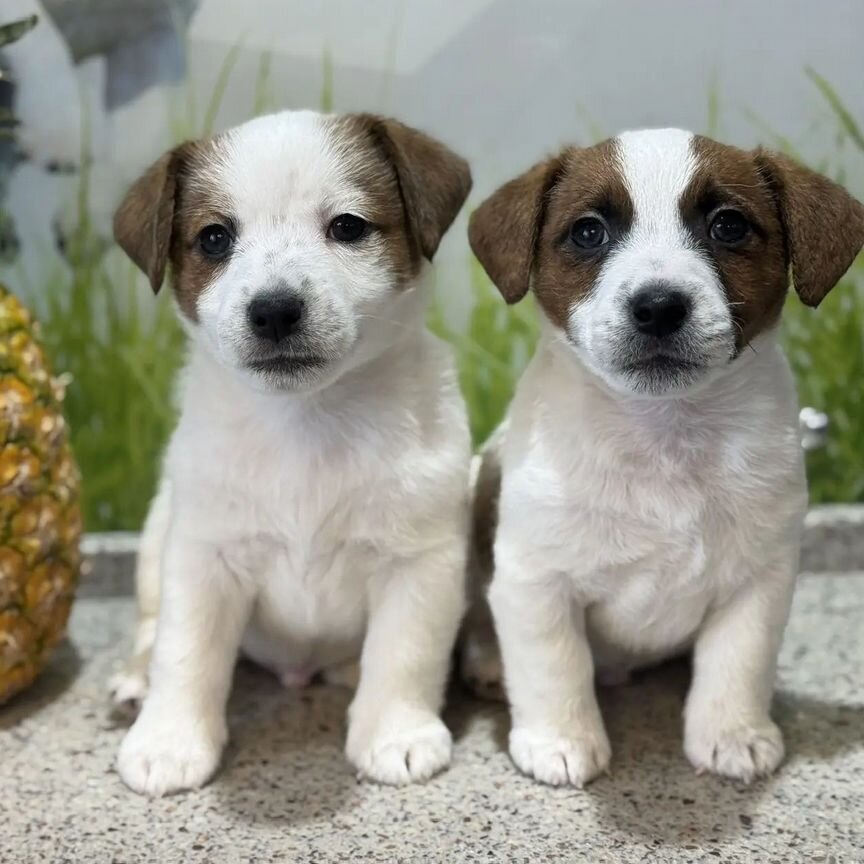 Джек-рассел-терьер, щенок