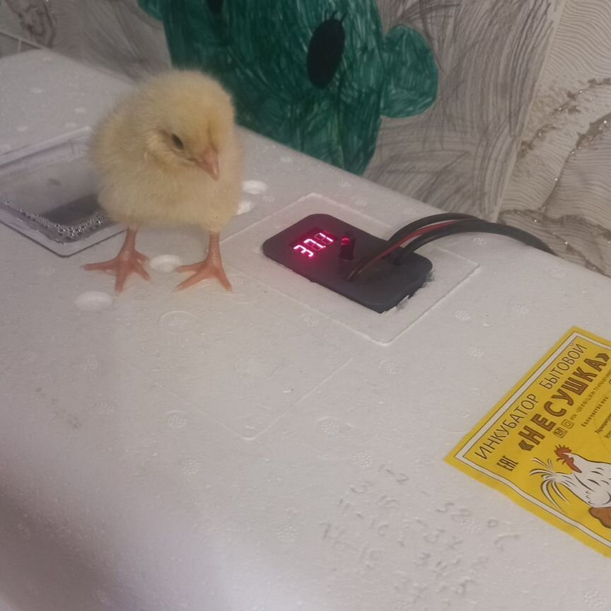 Инкубатор для яиц автоматический 36
