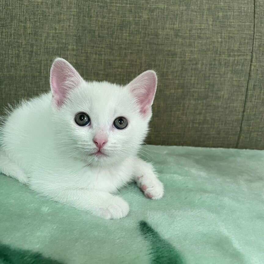 Отдам котенка белоснежку. Мальчик