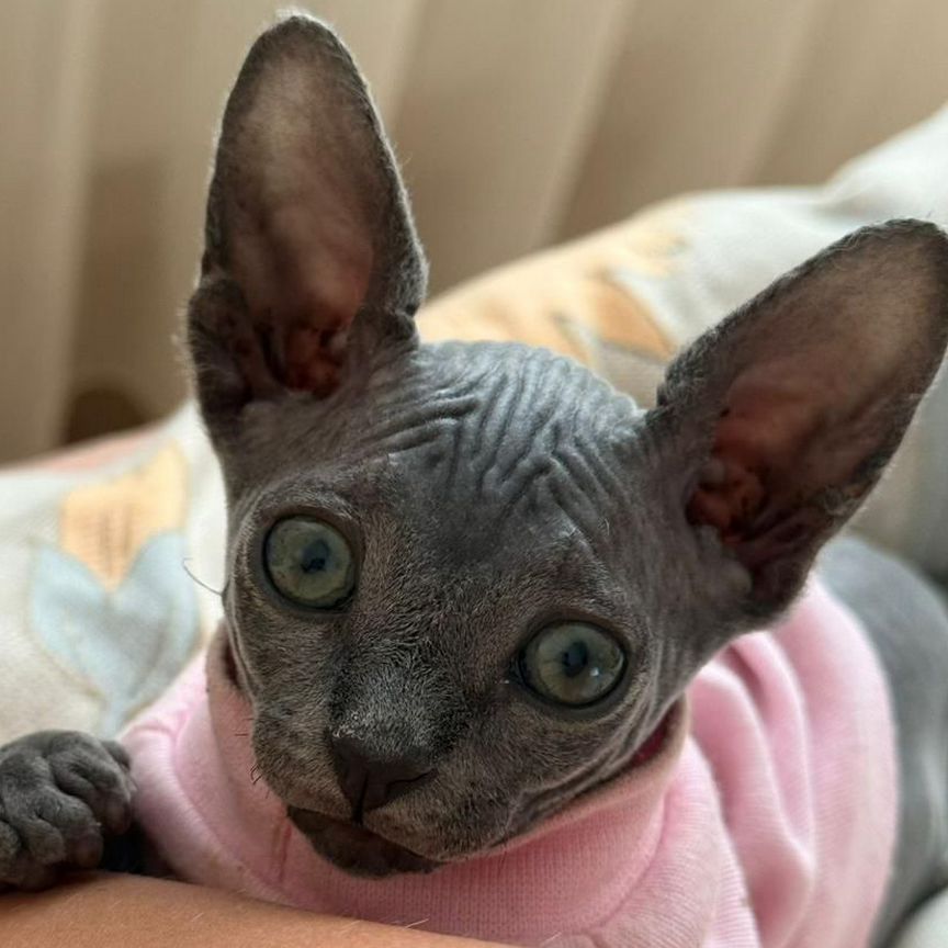 Канадский сфинкс котёнок