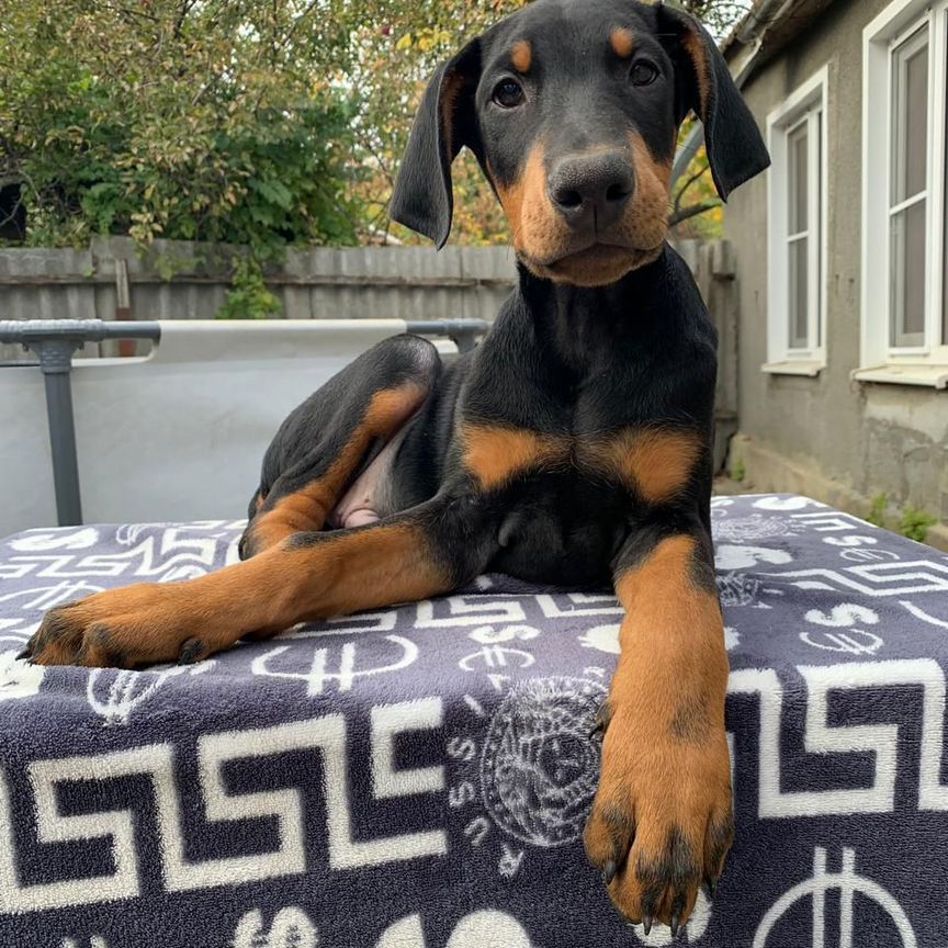 Девочки доберман