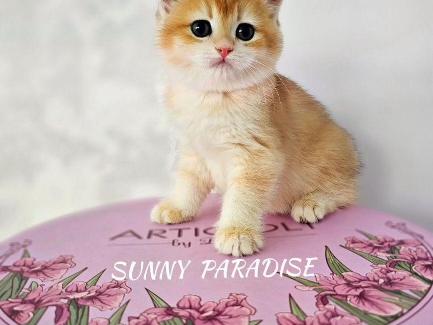 Британская кошка ny 12 (WCF)