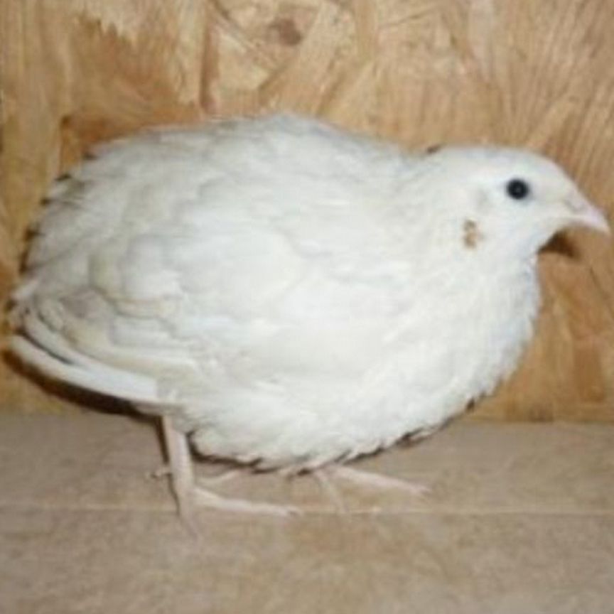 Перепел