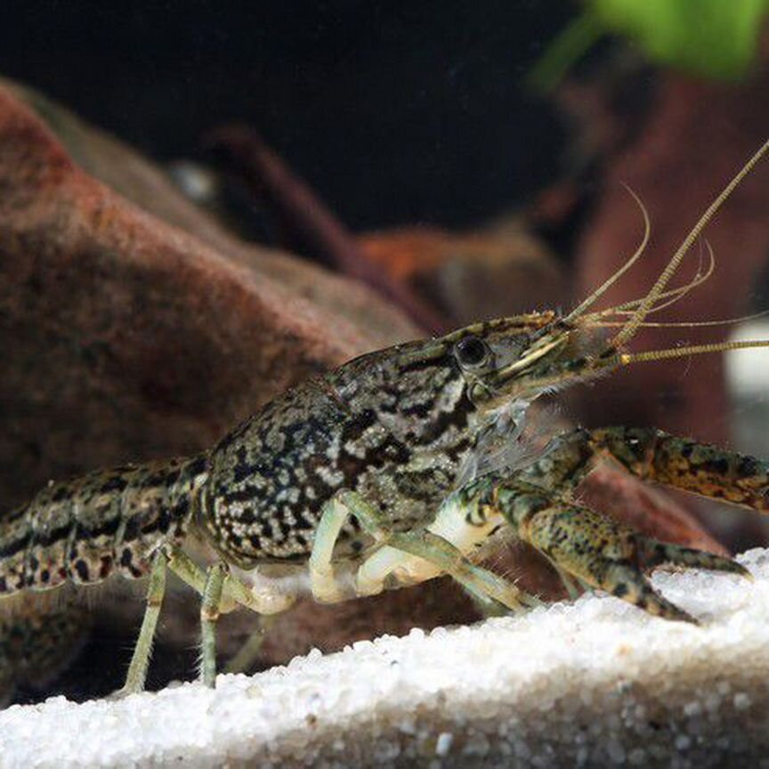 Раки мраморные для аквариума