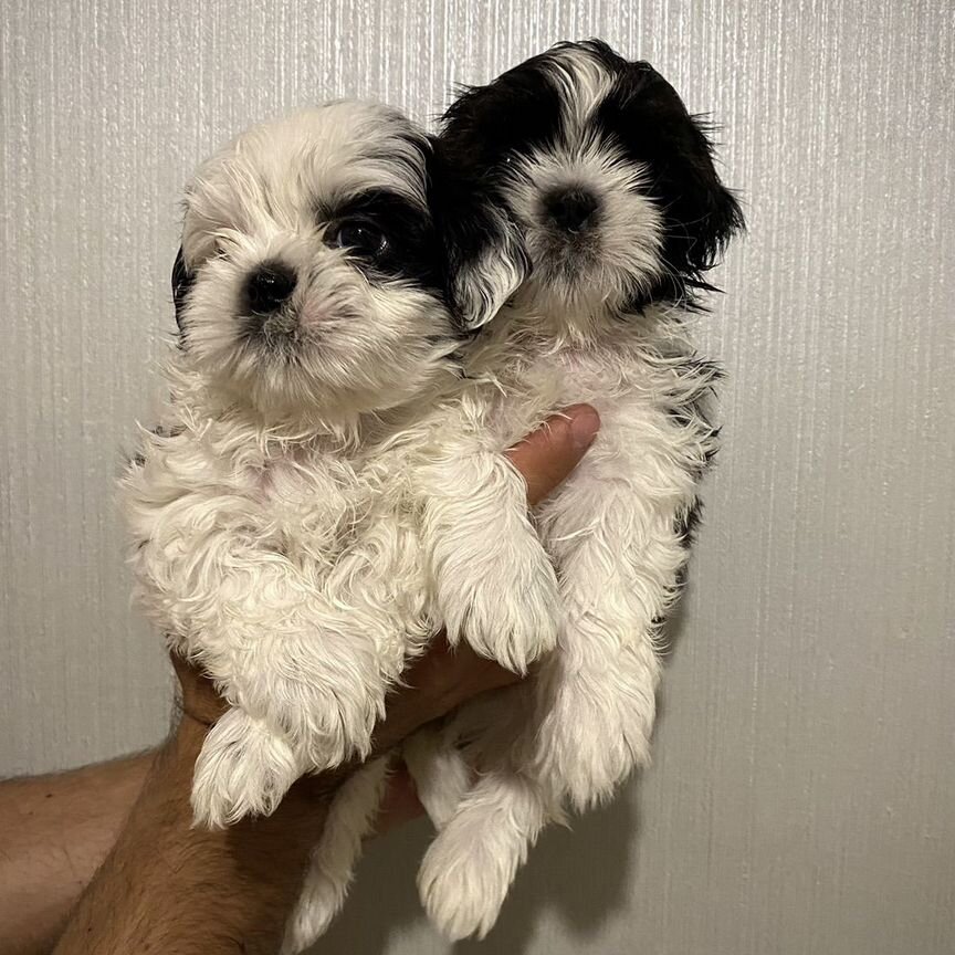 Ши-тцу два мальчика