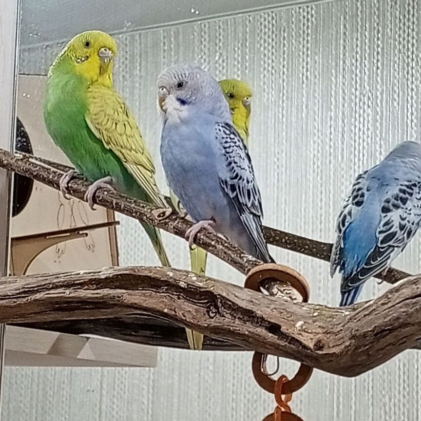 Волнистый попугай