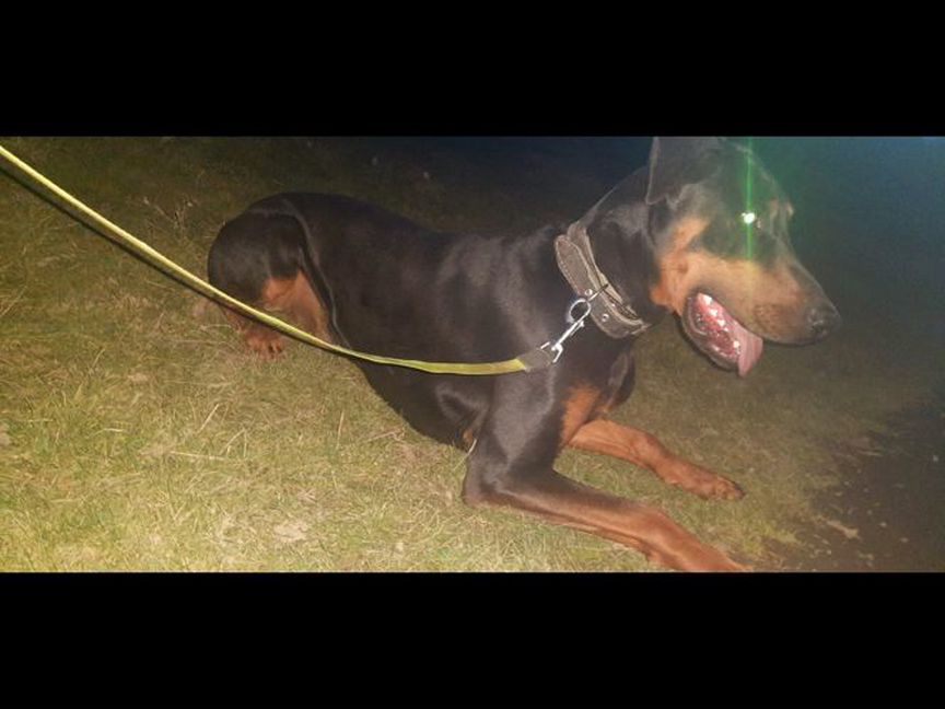 Отдам в добрые руки добермана