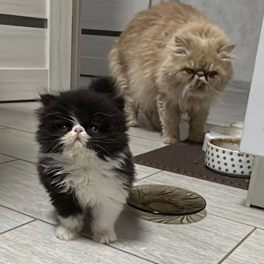 Персидский котёнок
