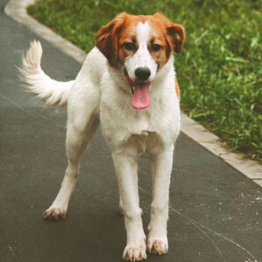 Щенок в добрые руки