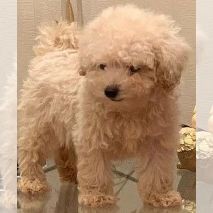 Умная девочка той пудель