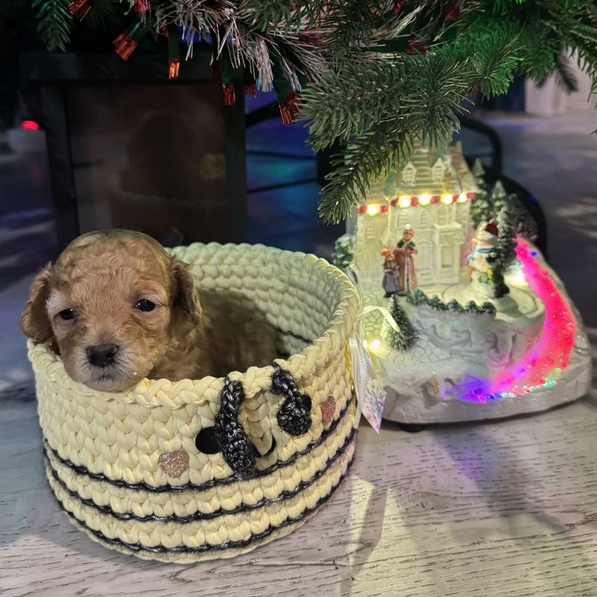 Мальтипу, щенок