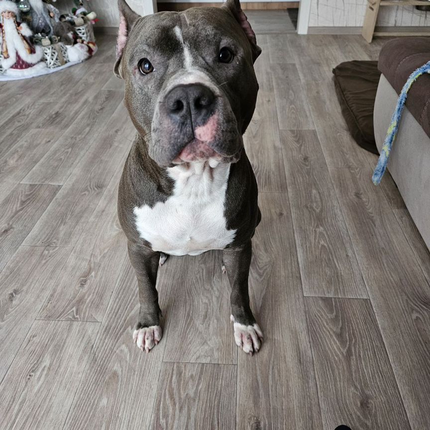 Стаффордширский терьер