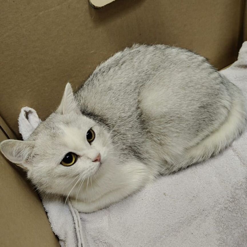 Кошка