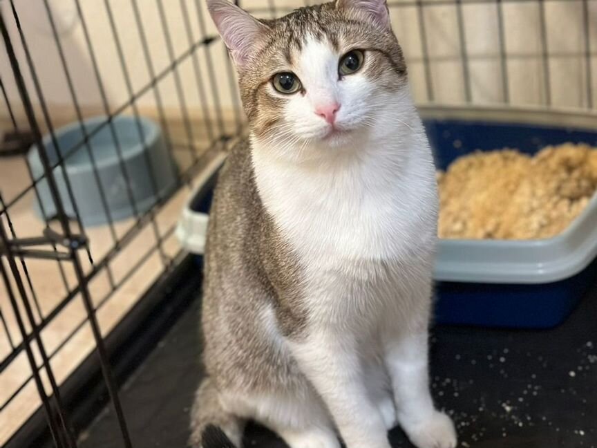 Котик 7-8 месяцев в хорошие руки