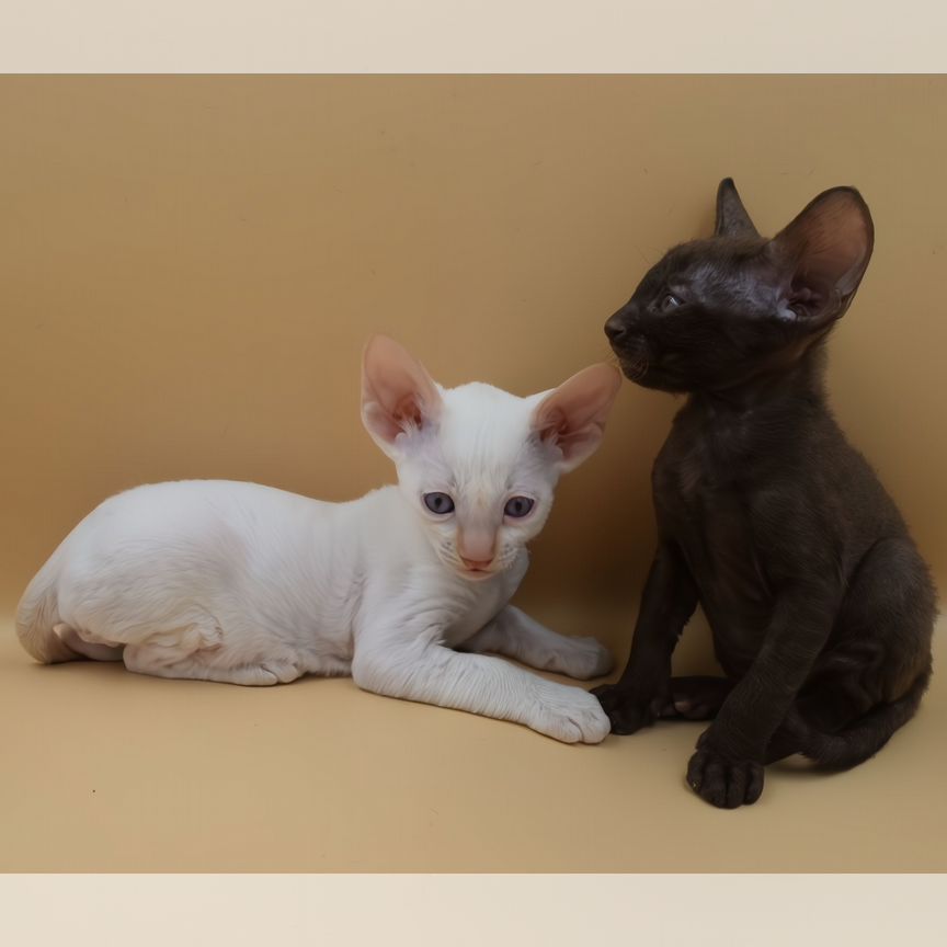 Корниш-рекс котёнок