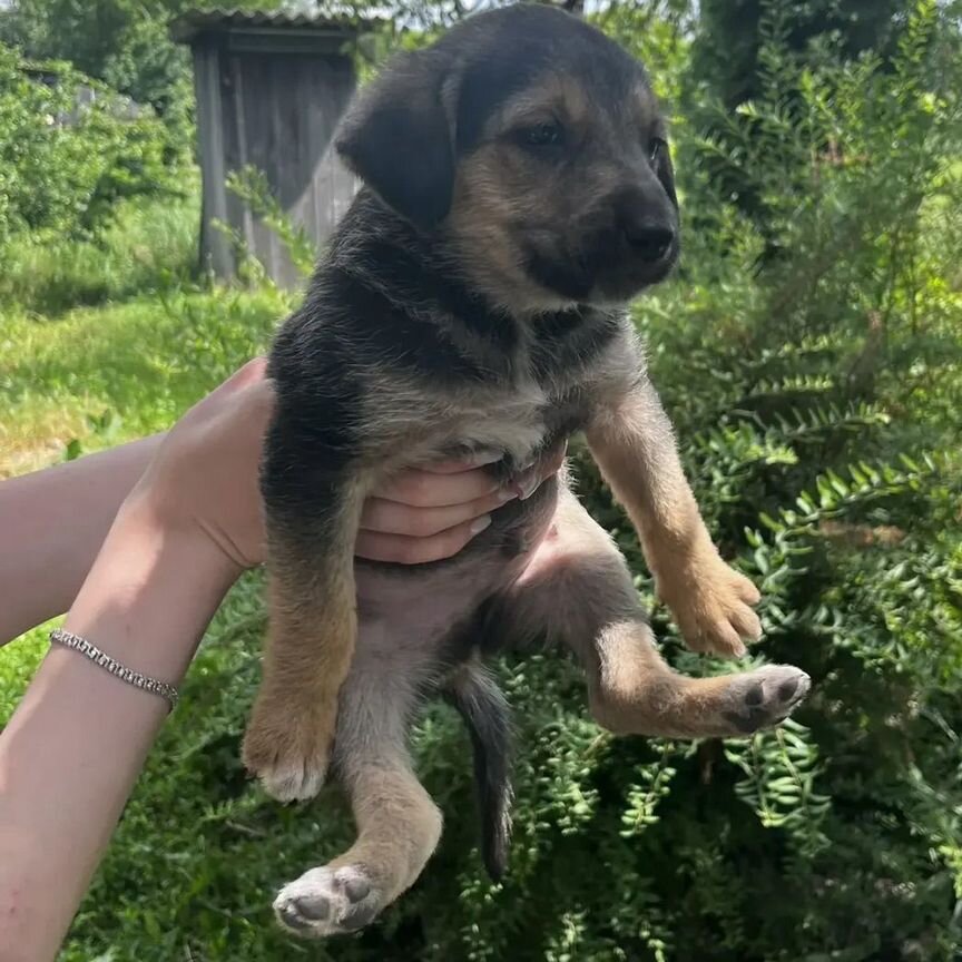 Щенок в добрые руки