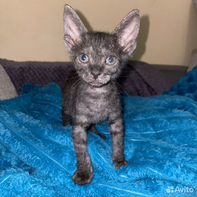 Котята сфинкс браш мальчик